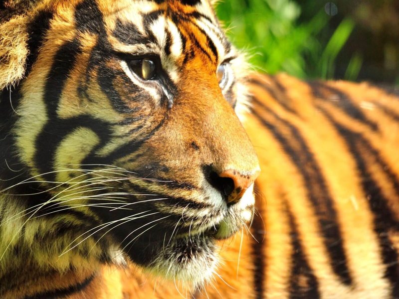 Themeparkzoo - Shepreth Wildlife Park , dierenpark in Engeland