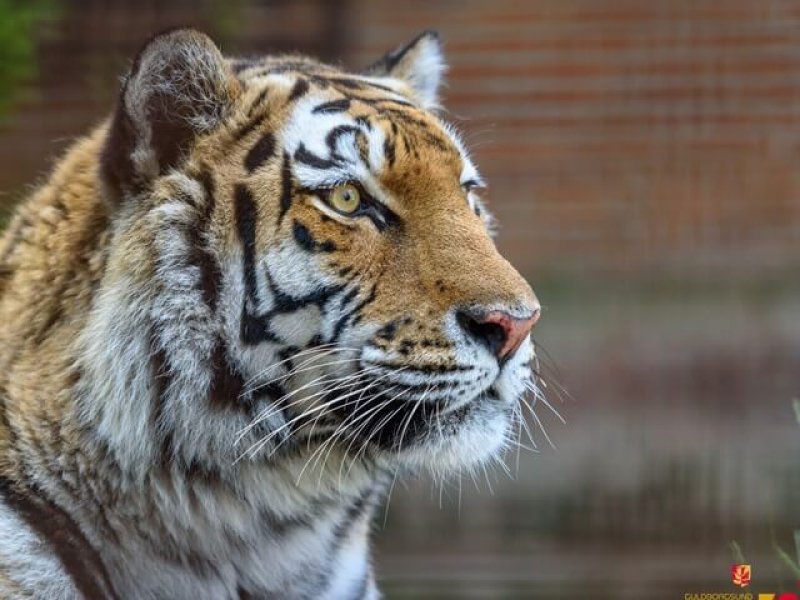 Themeparkzoo - Guldborgsund Zoo : animal park in Denmark