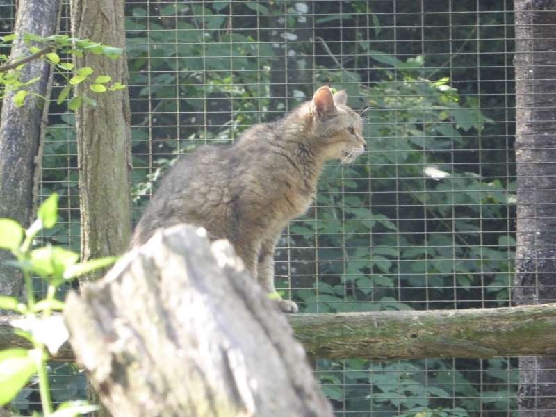 Themeparkzoo - Parc des Félins, animal park with lions in France