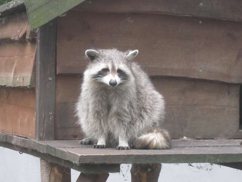 Themeparkzoo - Familiepark Harry Malter, pretpark rond Gent in België